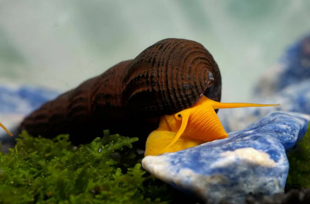 Poso Orange Rabbit Snail Salyangoz