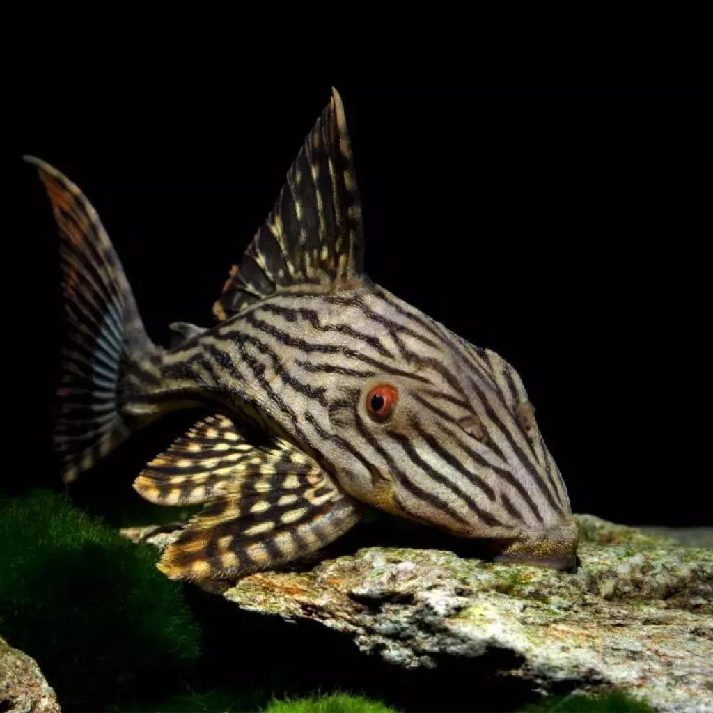 ROYAL PLECO (L190)