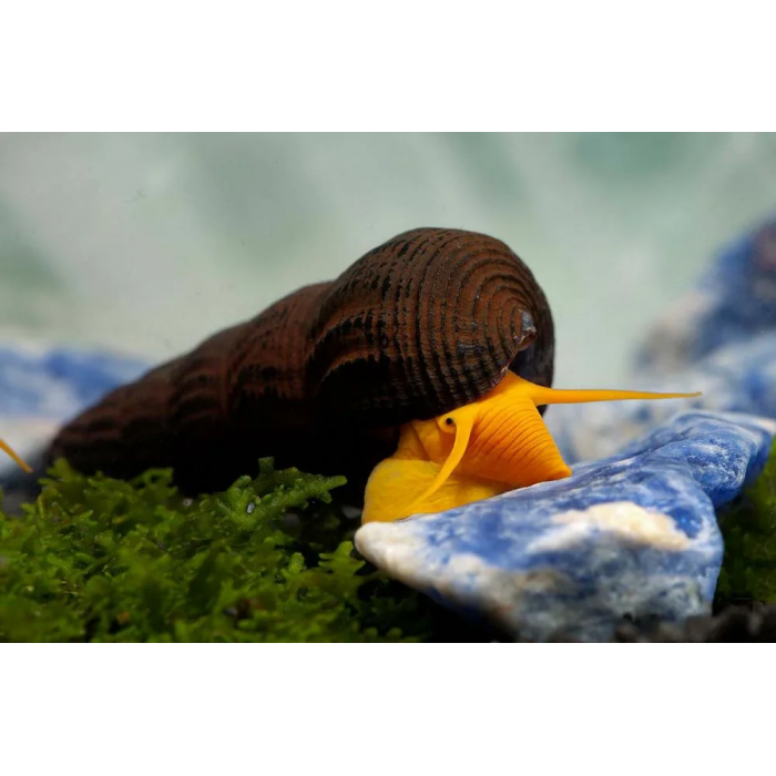 Poso Orange Rabbit Snail Salyangoz