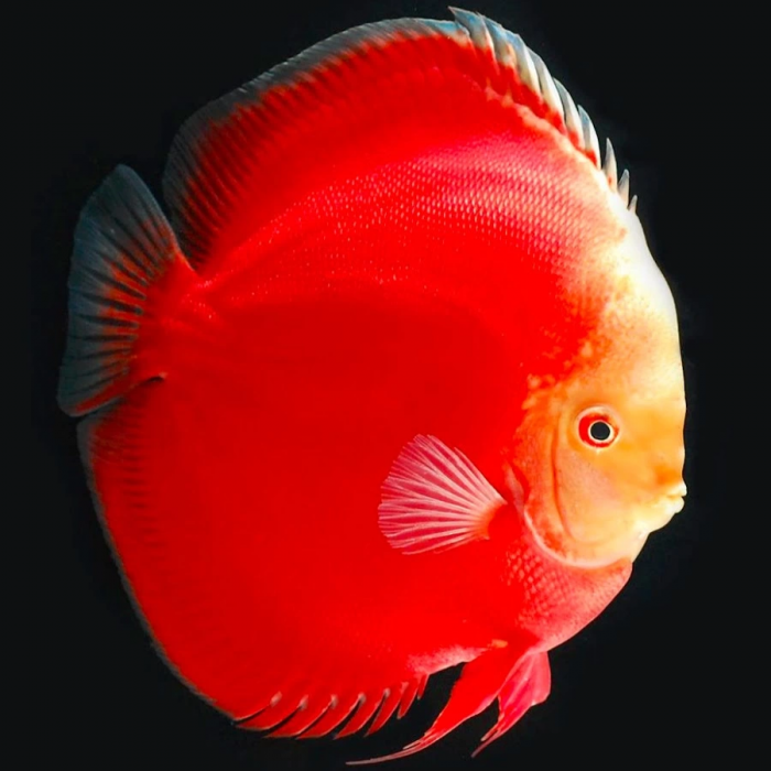 FUJİ RED DİSCUS 10 cm