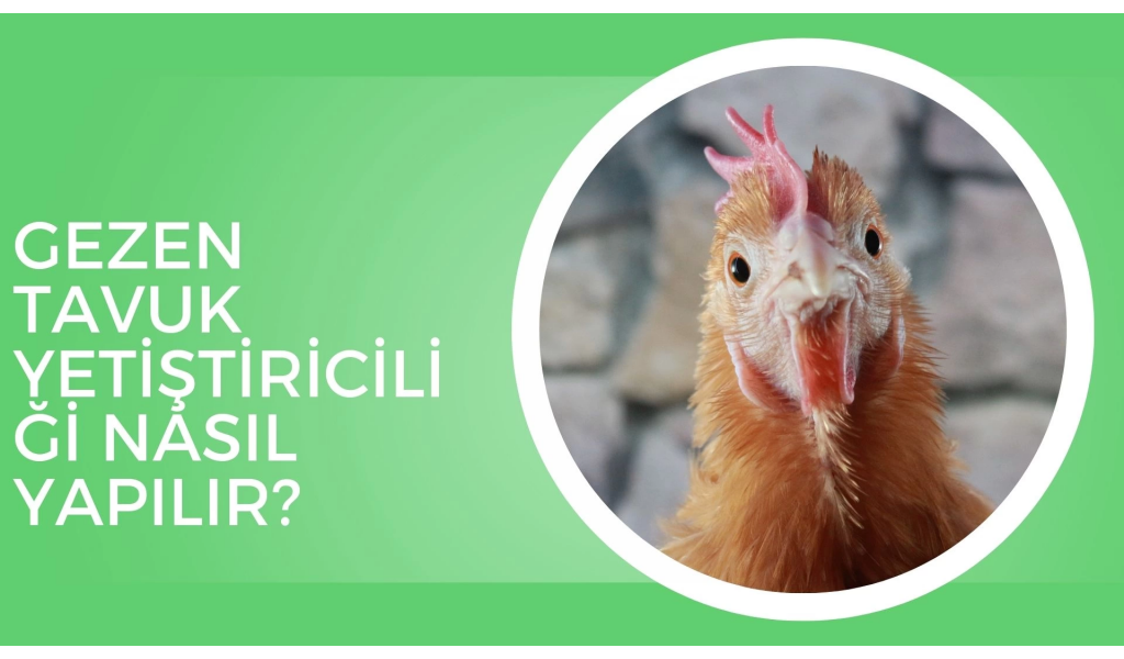 Gezen Tavuk Yetiştiriciliği Nasıl Yapılır?