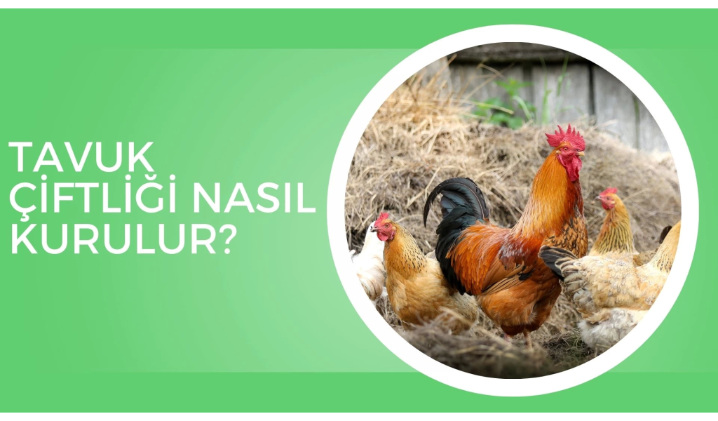 Tavuk Çiftliği Nasıl Kurulur? Tavuk Çiftliği Nasıl Kurulur?
